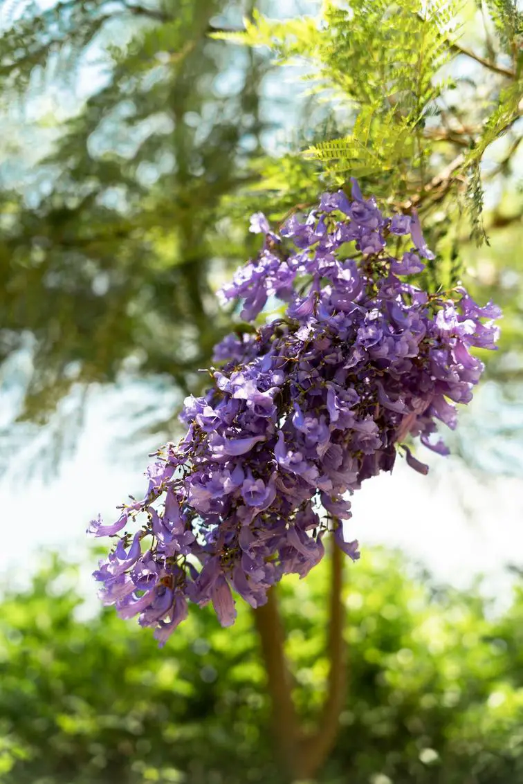 13 Spectacular Things to do in Chincha Alta - how many you know? » 2025 ...